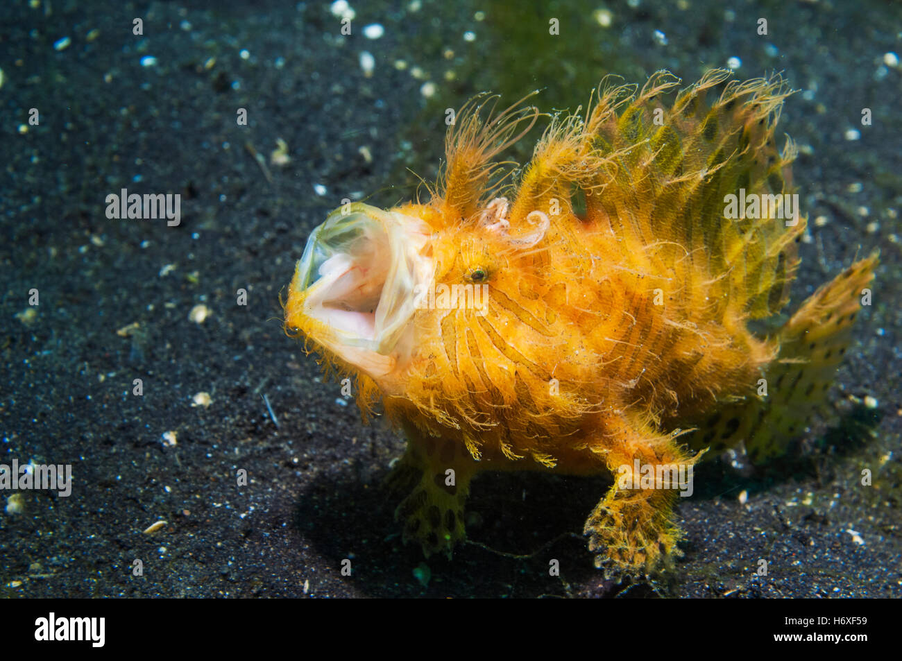 Striped or Hairy frogfish [Antennarius striatus]. Lembeh, Sulawesi ...