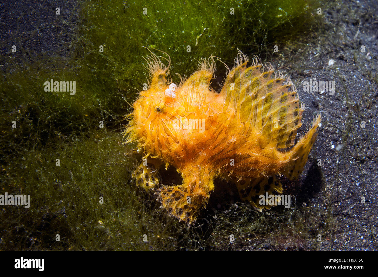 Striped or Hairy frogfish [Antennarius striatus]. Lembeh, Sulawesi ...