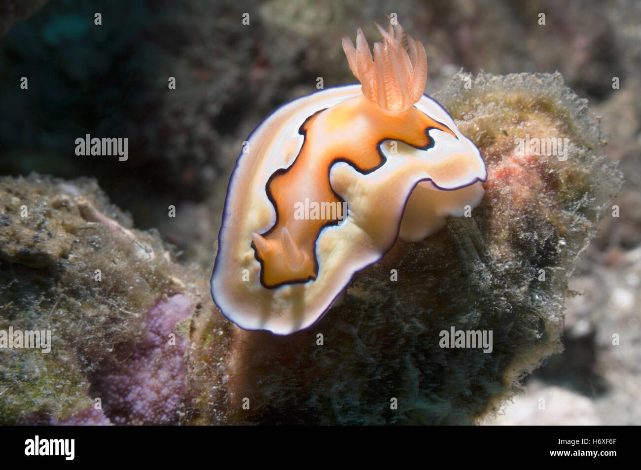 Nudibranch - Chromodorididae. Chromodoris coi. Lembeh Strait, North ...