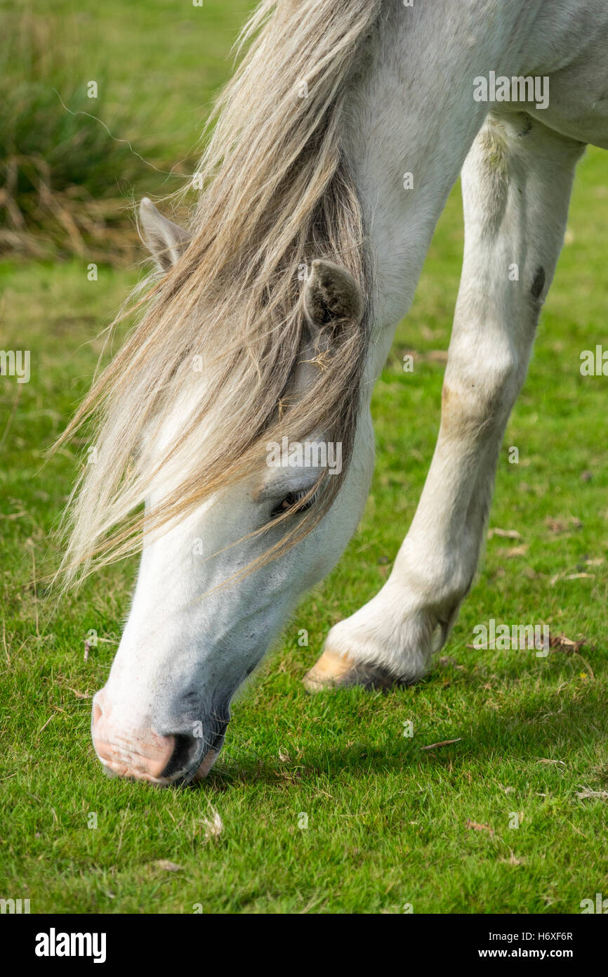 Grey pony hi-res stock photography and images - Alamy