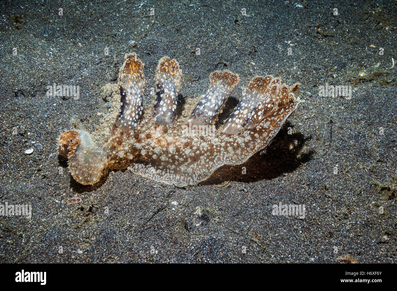 [color image] horizontal mollusks [nature detail] [underwater ...