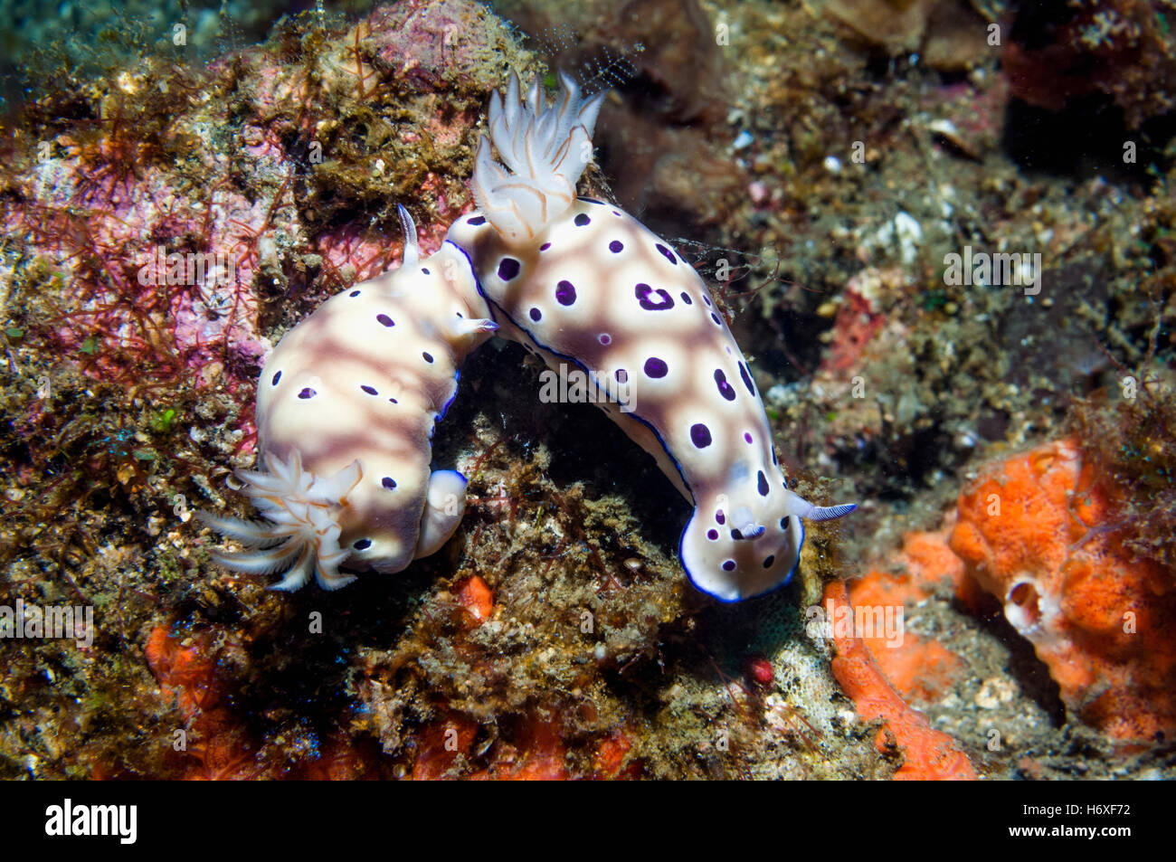Chromodoris nudibranchs risbecia tryoni hi-res stock photography and ...