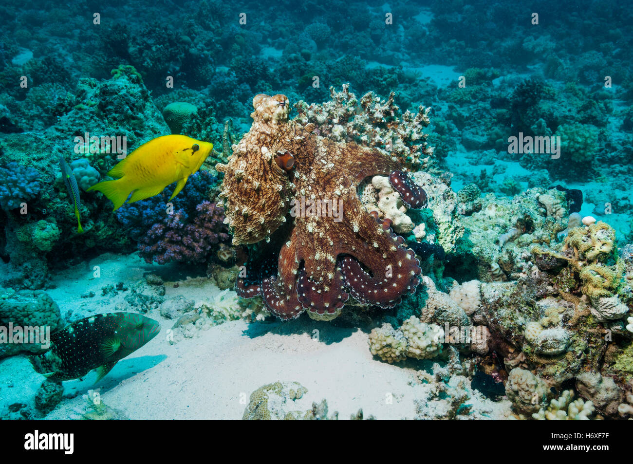 Common day octopus Day octopus [Octopus cyanea] hunting over coral reef ...