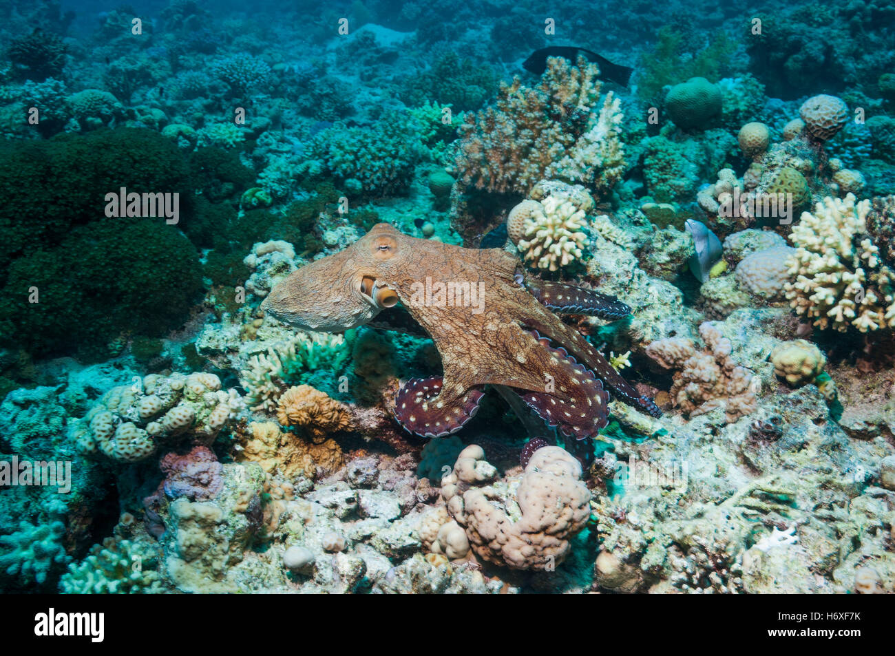 Common day octopus Day octopus [Octopus cyanea] hunting over coral reef ...