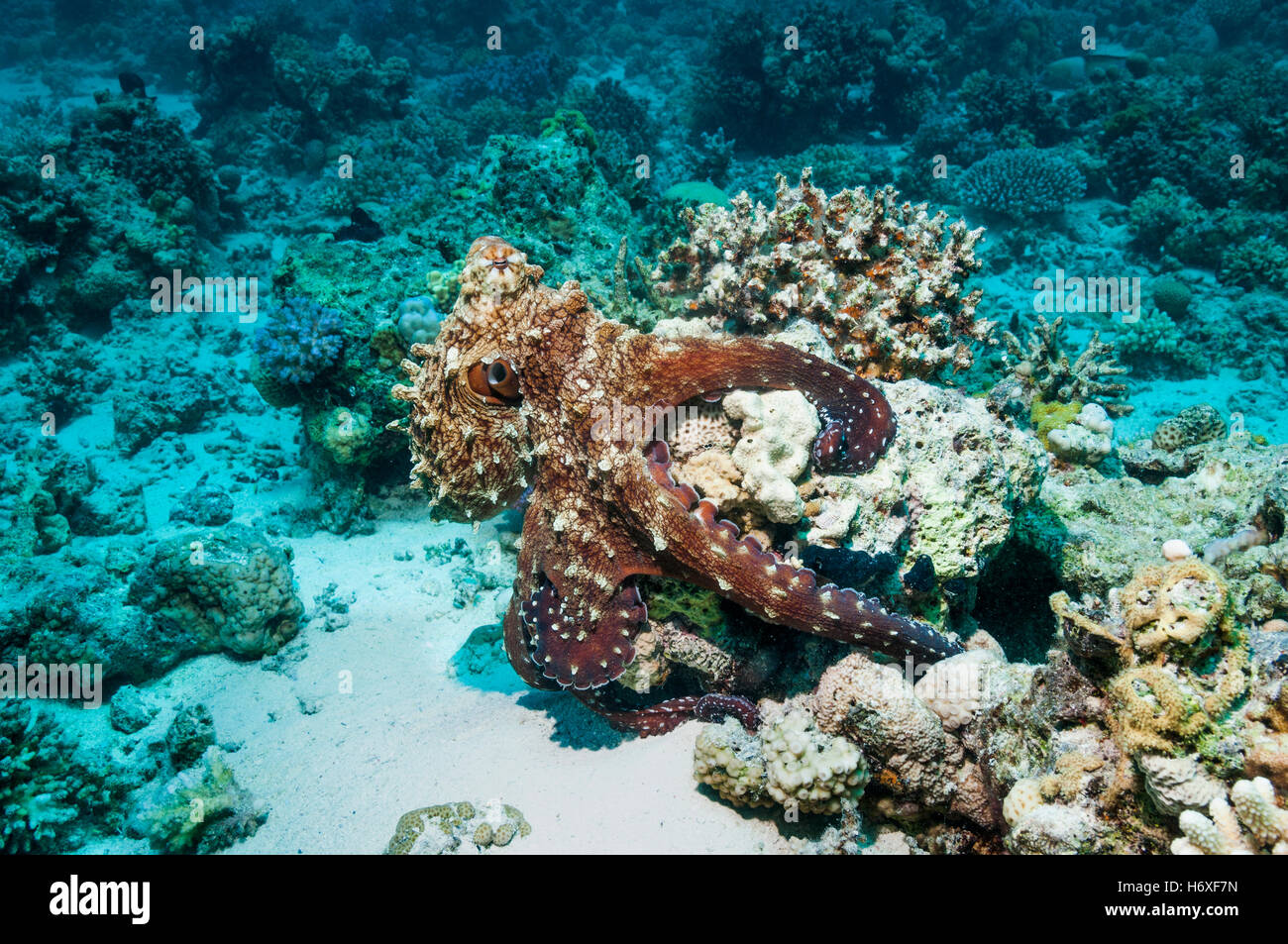 Common day octopus Day octopus [Octopus cyanea] hunting over coral reef ...