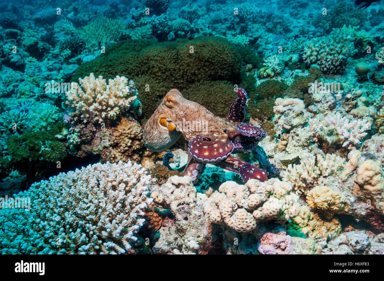 Day octopus octopus cyanea hunting hi-res stock photography and images ...