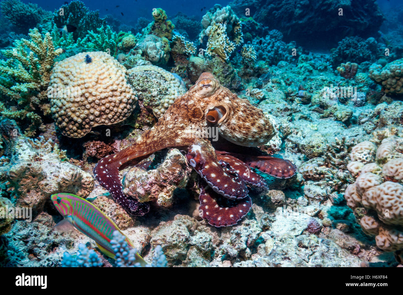 Common day octopus Day octopus [Octopus cyanea] hunting over coral reef ...