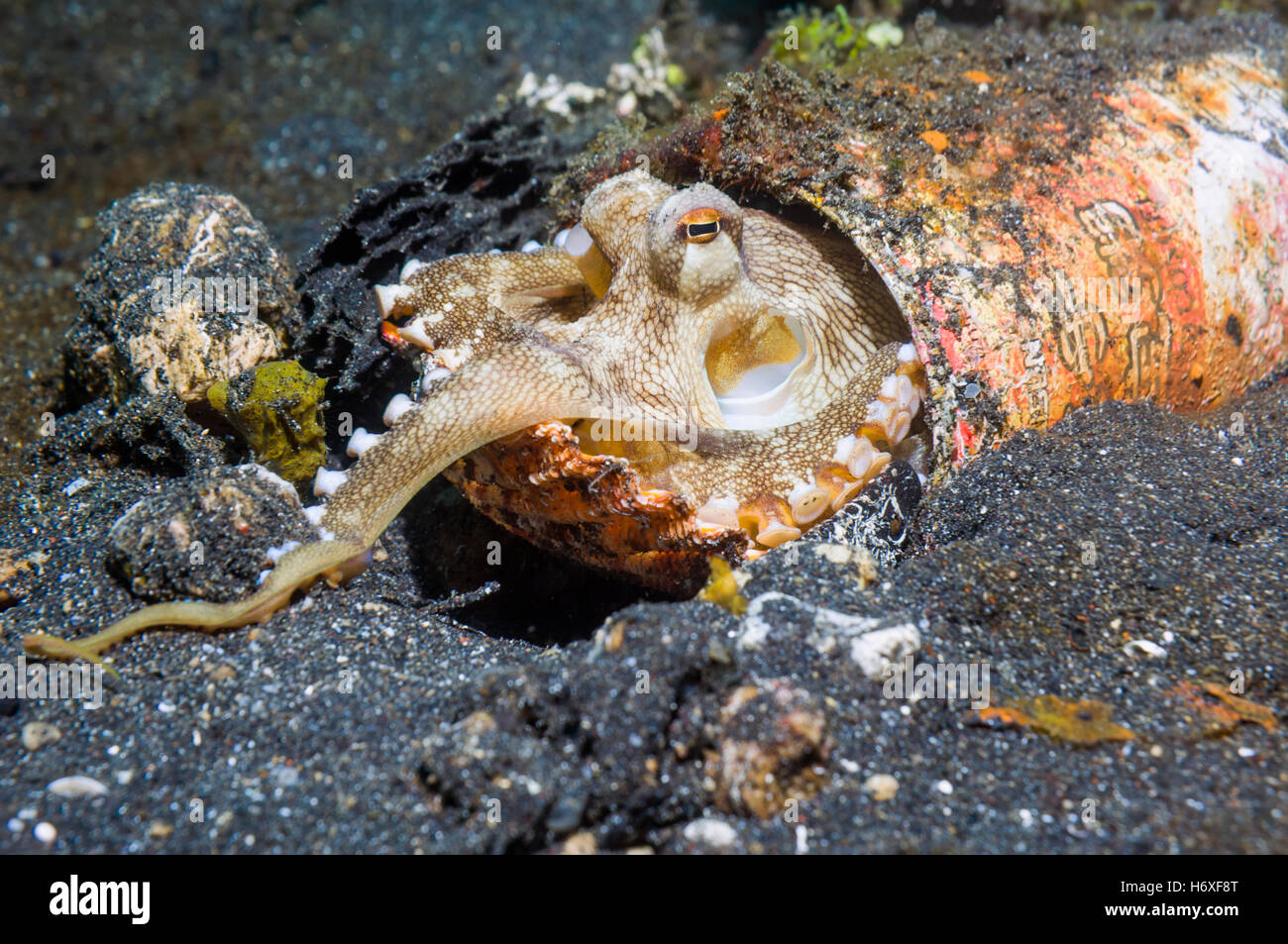 Veined octopus or Coconut octopus (Amphioctopus marginatus) . Lembeh ...
