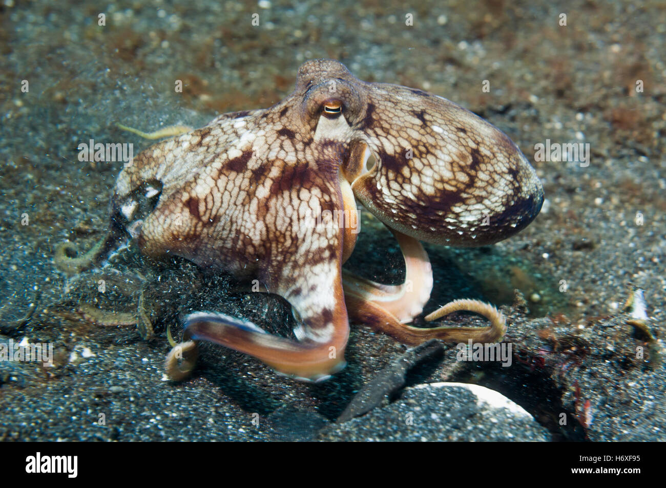 Veined octopus or Coconut octopus (Amphioctopus marginatus) . Lembeh ...