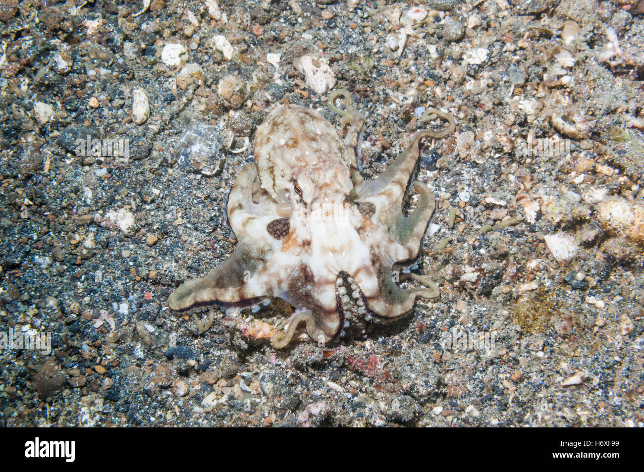 Poison ocellate octopus [Amphioctopus siamensis (formerly Octopus ...