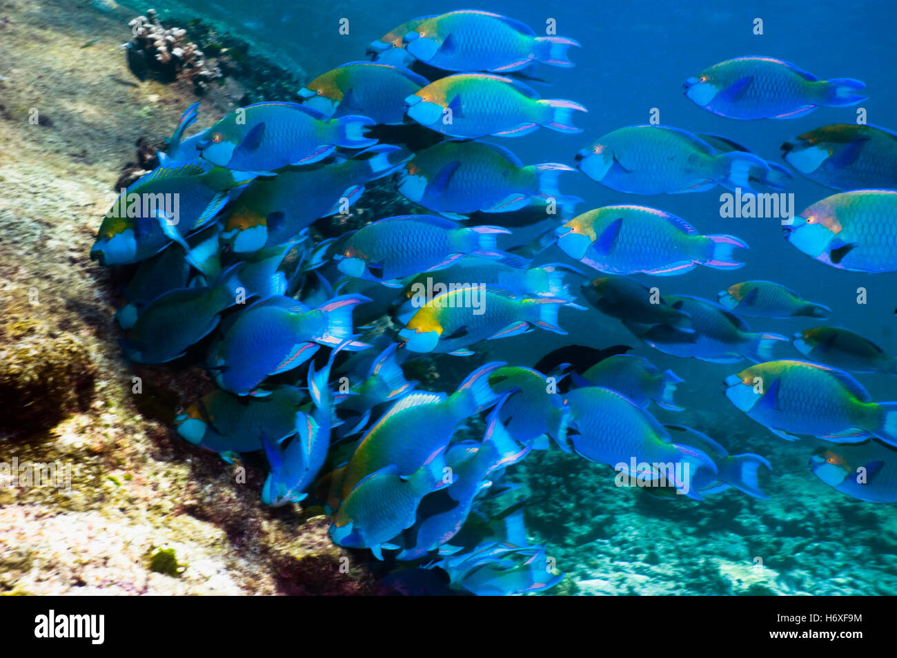 School of parrotfish swimming underwater hi-res stock photography and ...