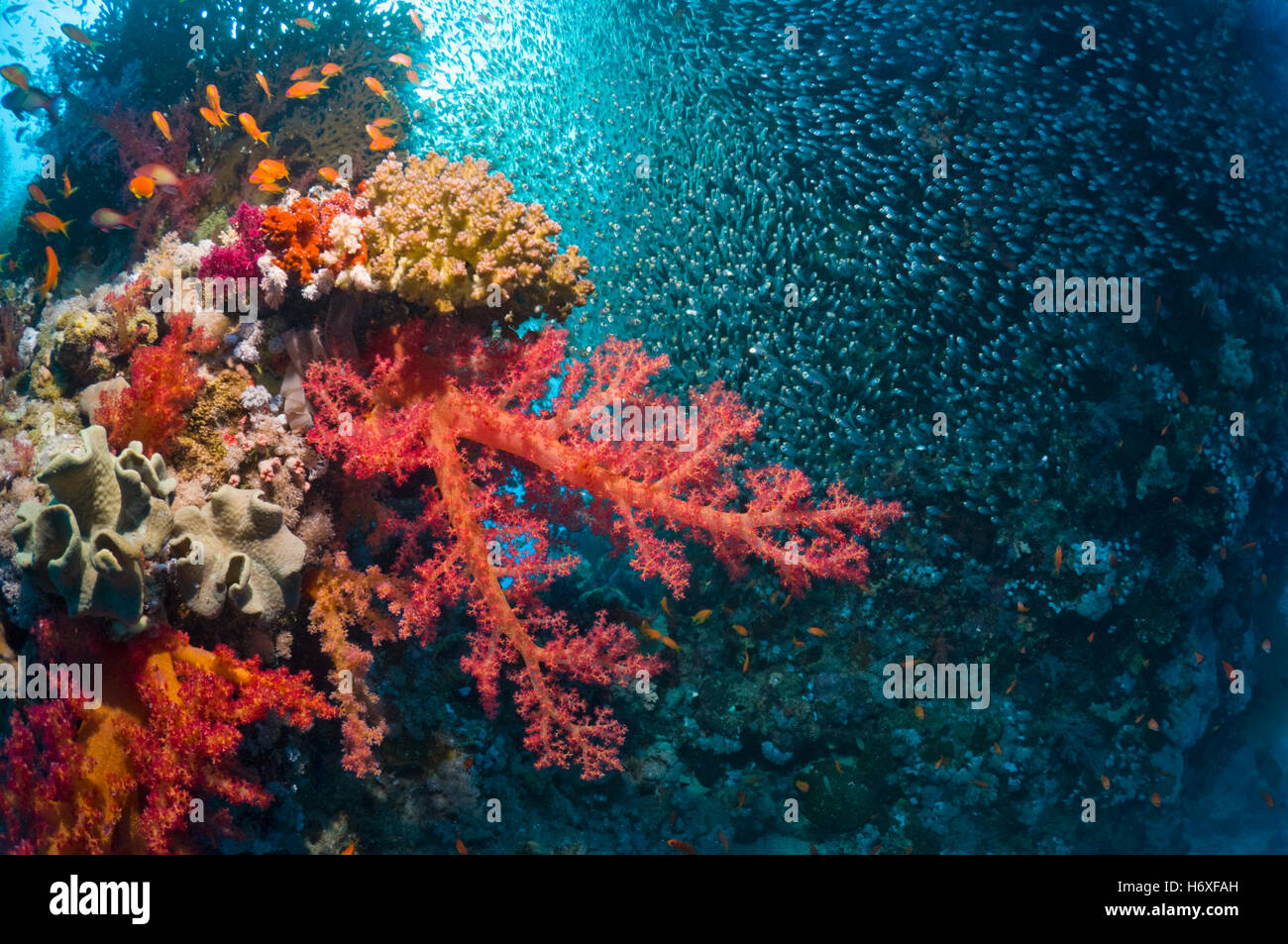 Egypt reef coral corals hi-res stock photography and images - Alamy