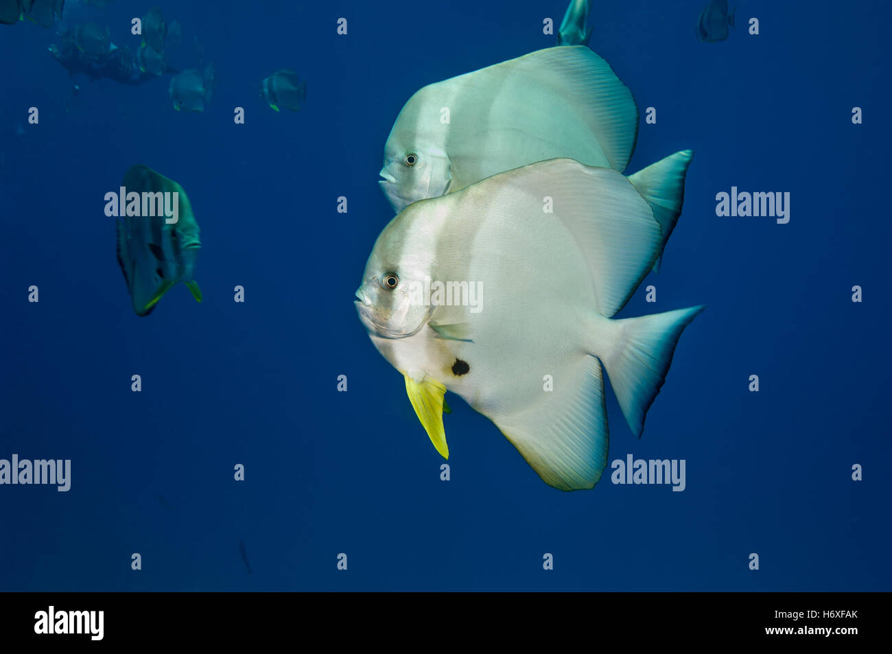 Circular spadefish platax orbicularis hi-res stock photography and ...