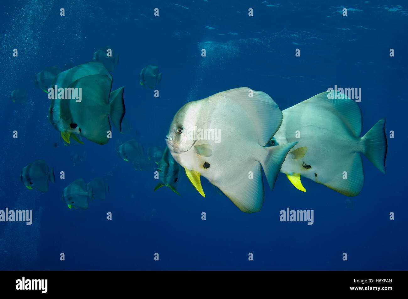 Circular Spadefish or Batfish [Platax orbicularis]. Maldives Stock ...