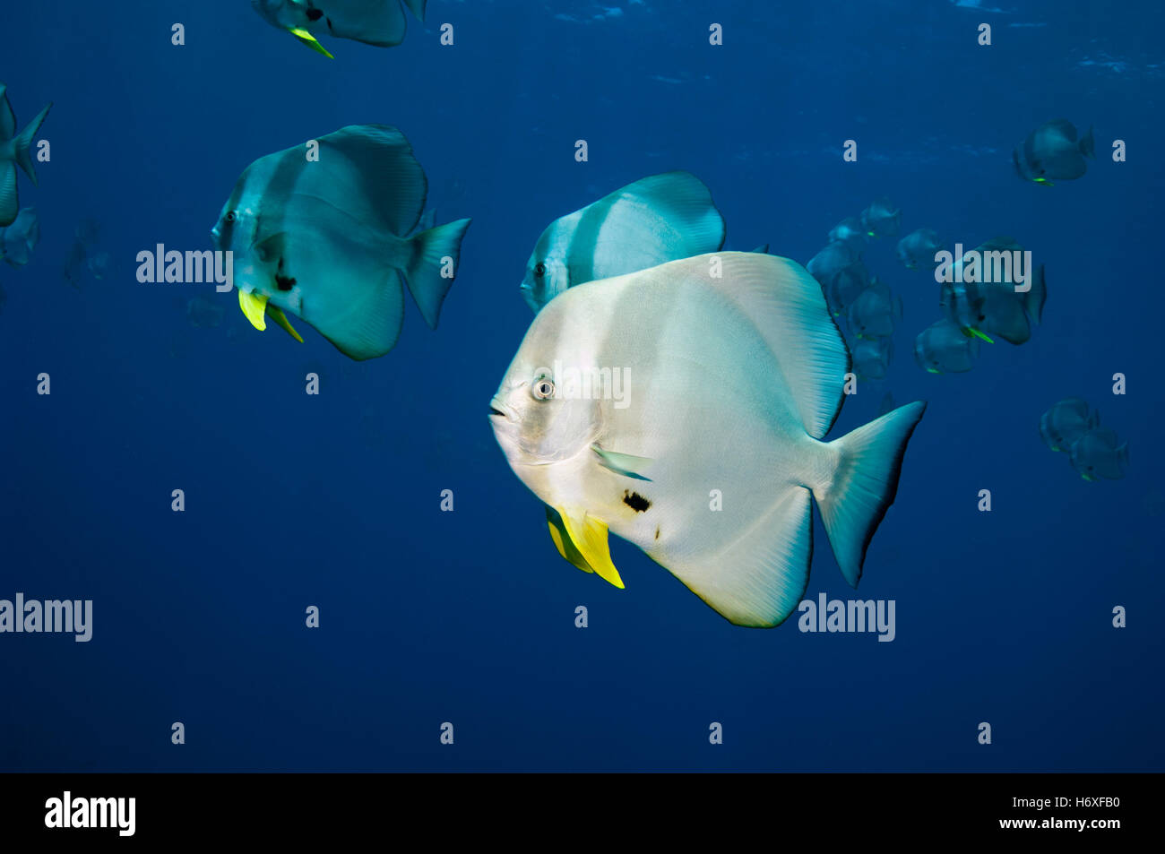 Circular Spadefish or Batfish [Platax orbicularis]. Maldives Stock ...