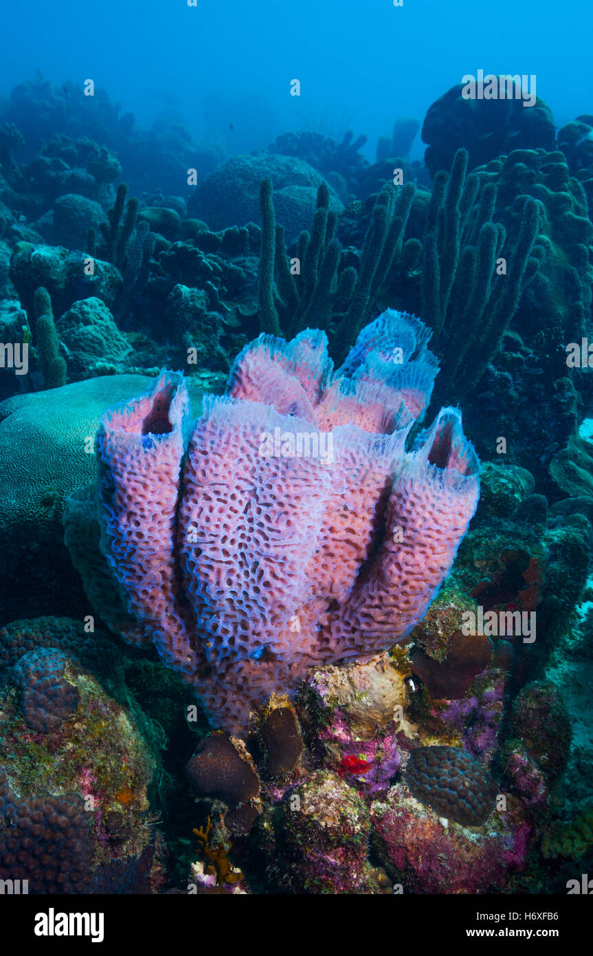 Azure vase sponge (Callyspongia plicifera). Bonaire, Netherlands ...