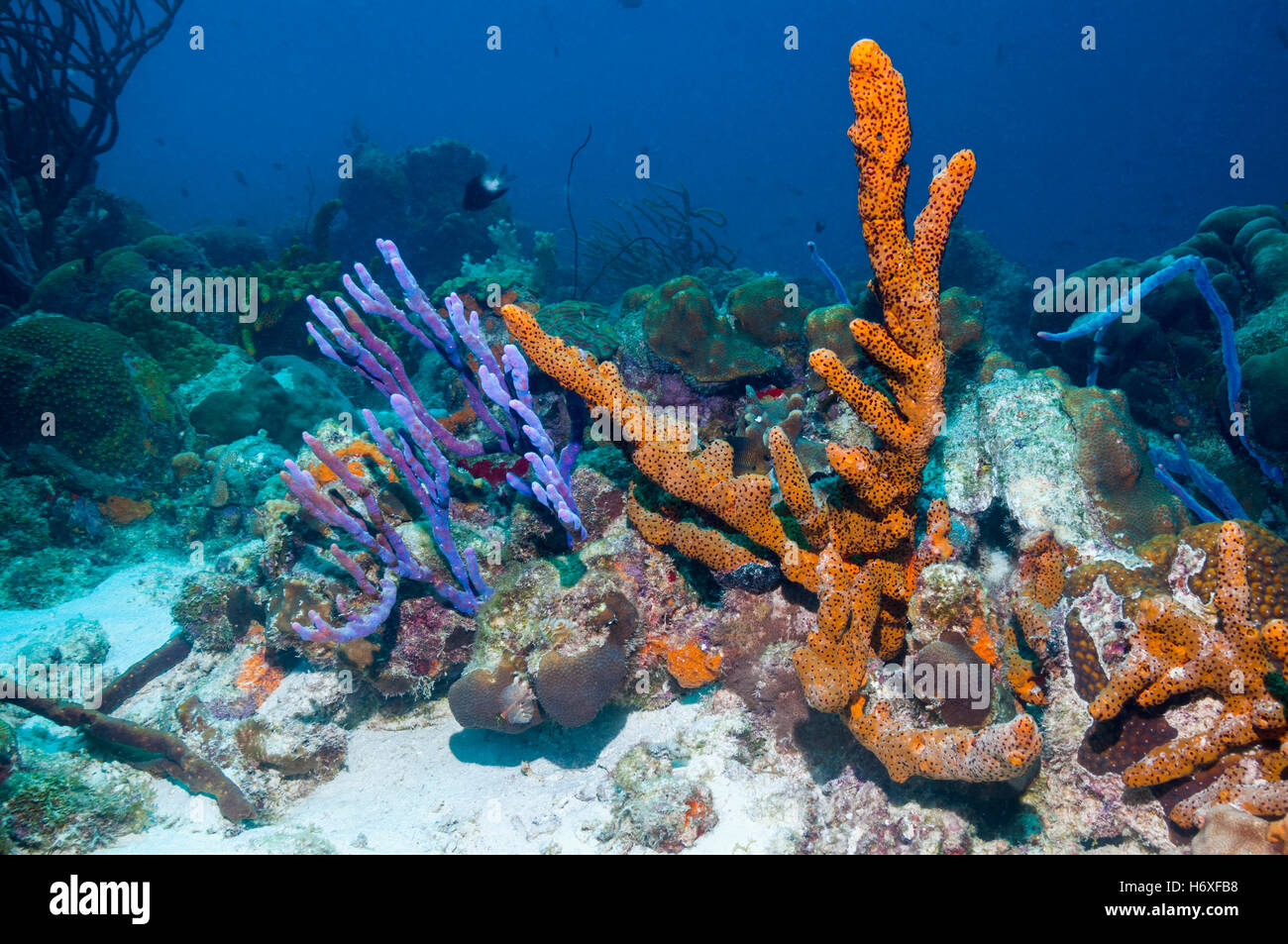 Sponges row colour hi-res stock photography and images - Alamy