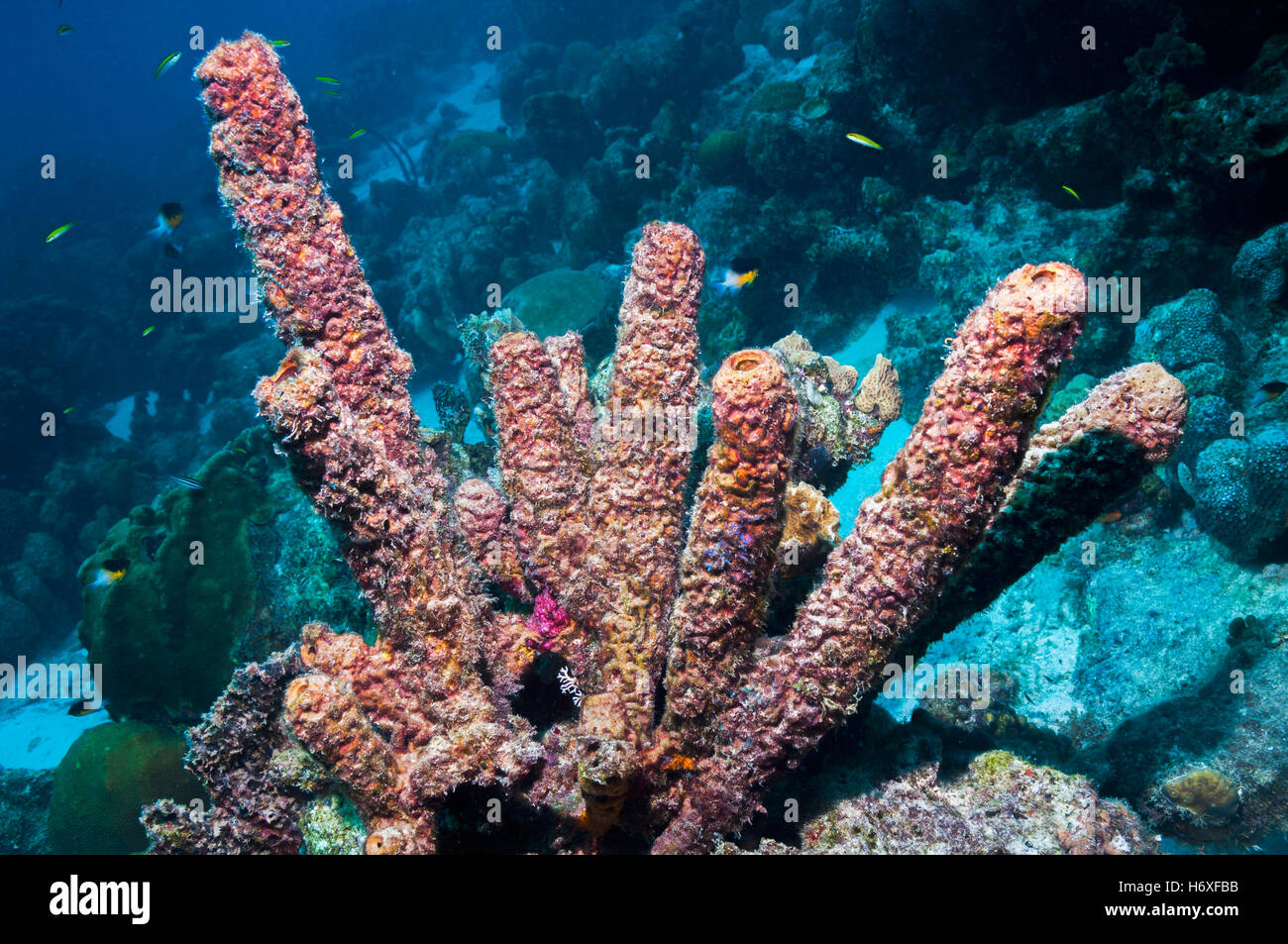 Convoluted barrel sponge aplysina lacunosa hi-res stock photography and ...