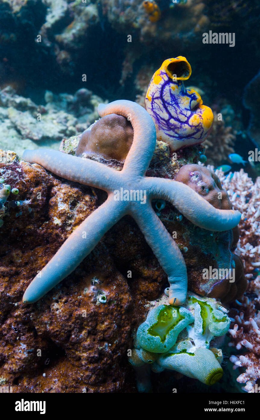 Blue linckia or blue star [Linckia laevigata]. Malaysia Stock Photo - Alamy