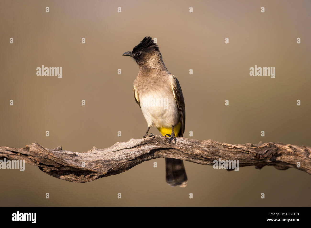 Black eyed bulbul hi-res stock photography and images - Alamy