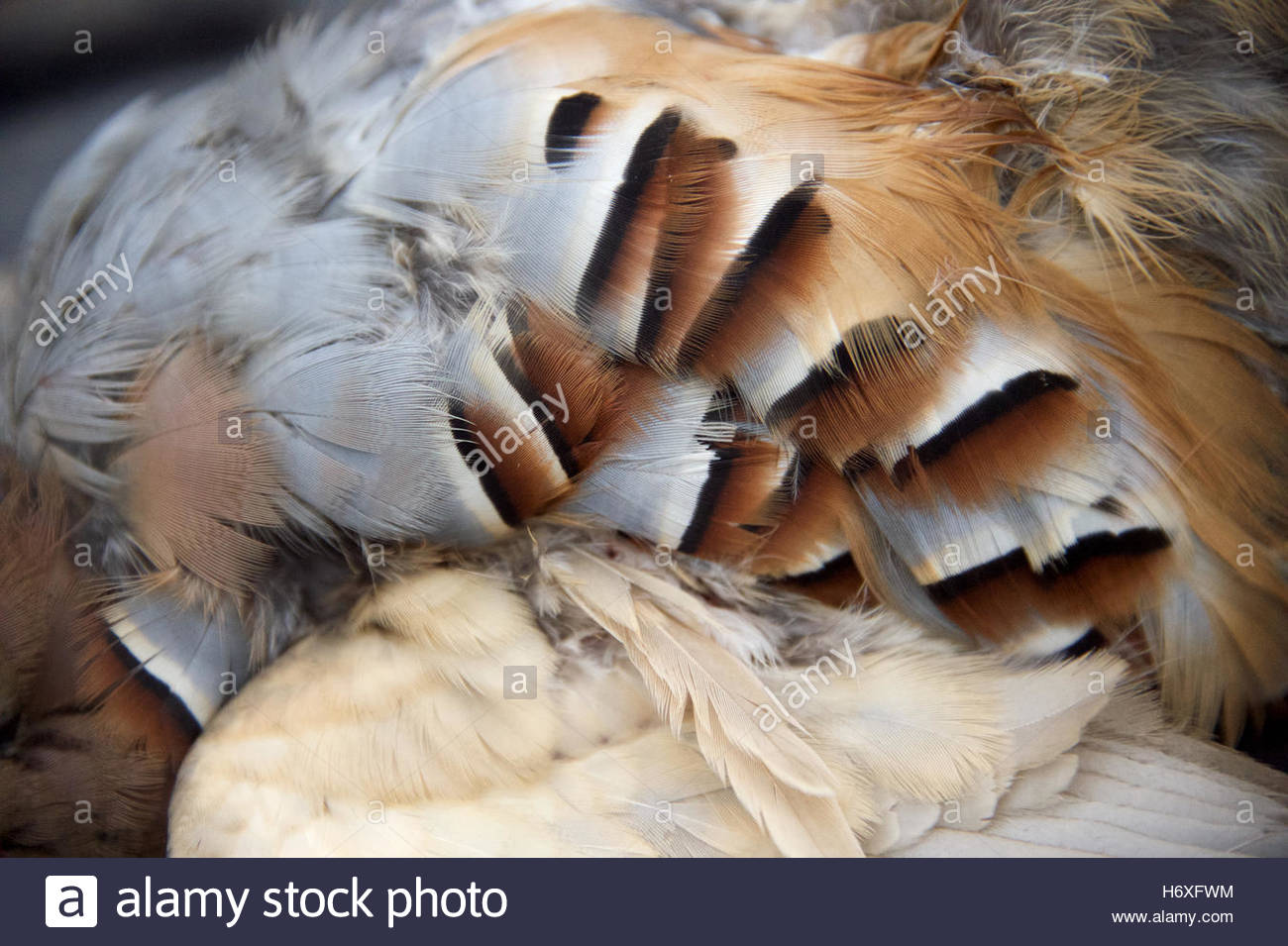 Partridge Feathers Stock Photos & Partridge Feathers Stock Images - Alamy
