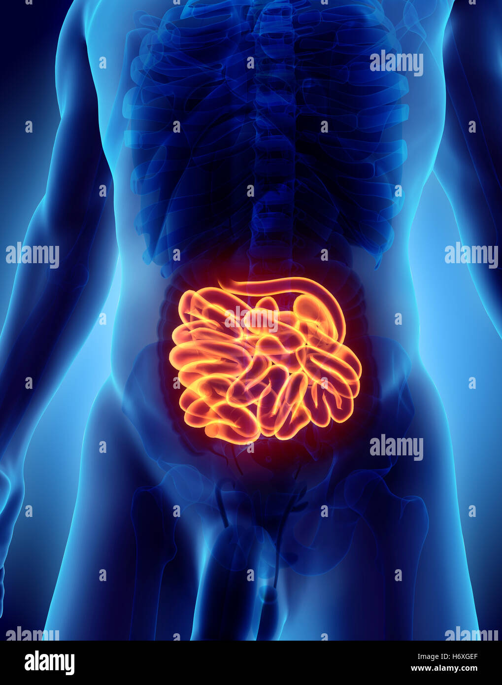 3D illustration of Small Intestine, Part of Digestive System Stock ...