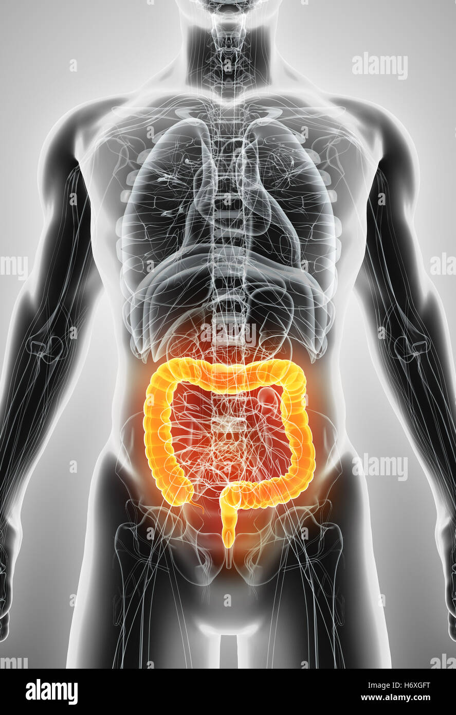 3D illustration of Large Intestine, Part of Digestive System Stock ...
