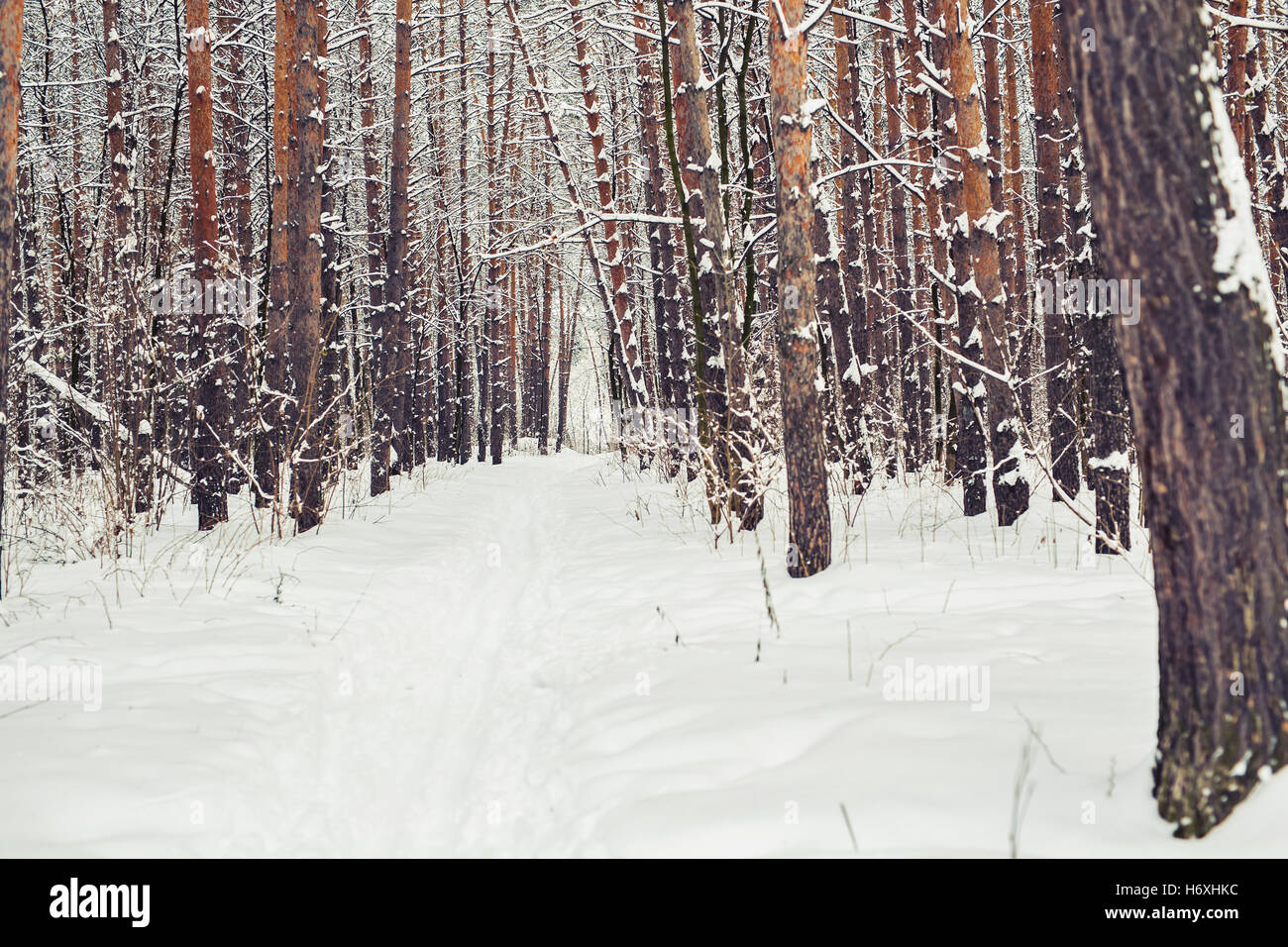 pine forest, winter Stock Photo - Alamy