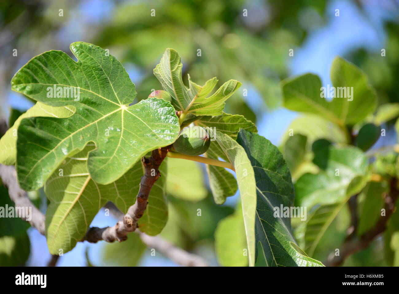 fig tree - spain Stock Photo - Alamy