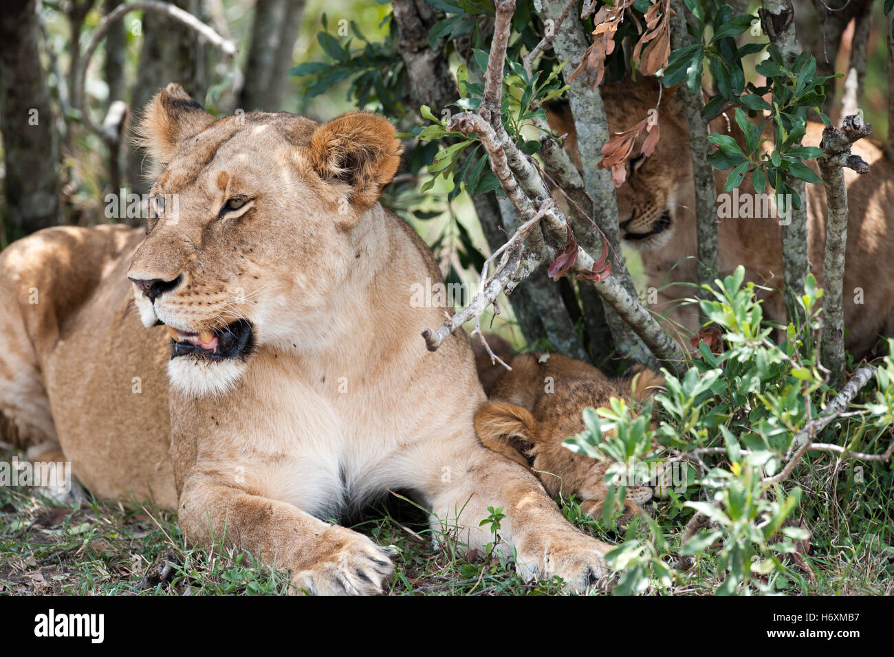 Mammals with wildlife sports hi-res stock photography and images - Alamy