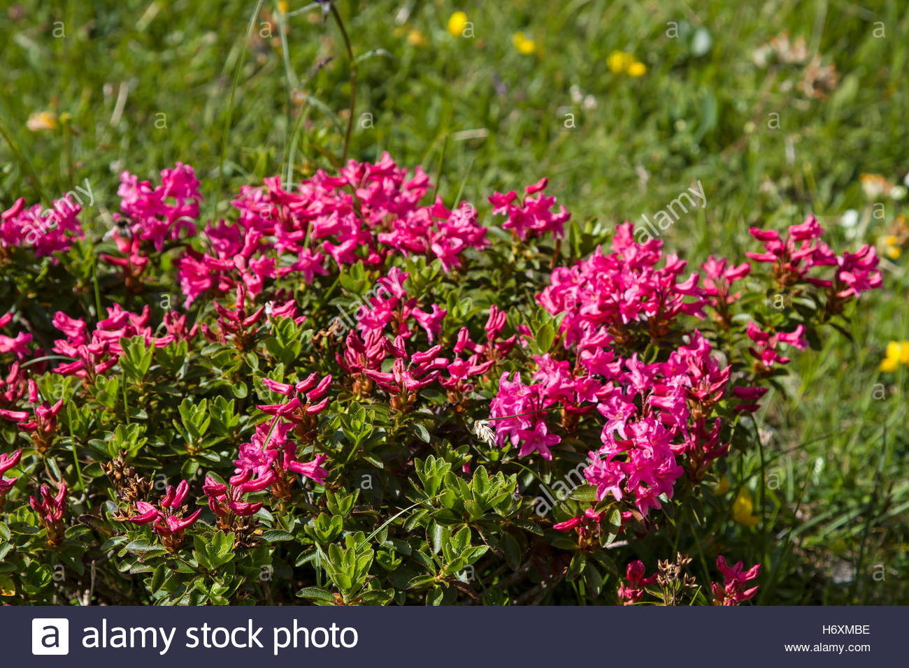 Alpenrose Stock Photos & Alpenrose Stock Images - Alamy