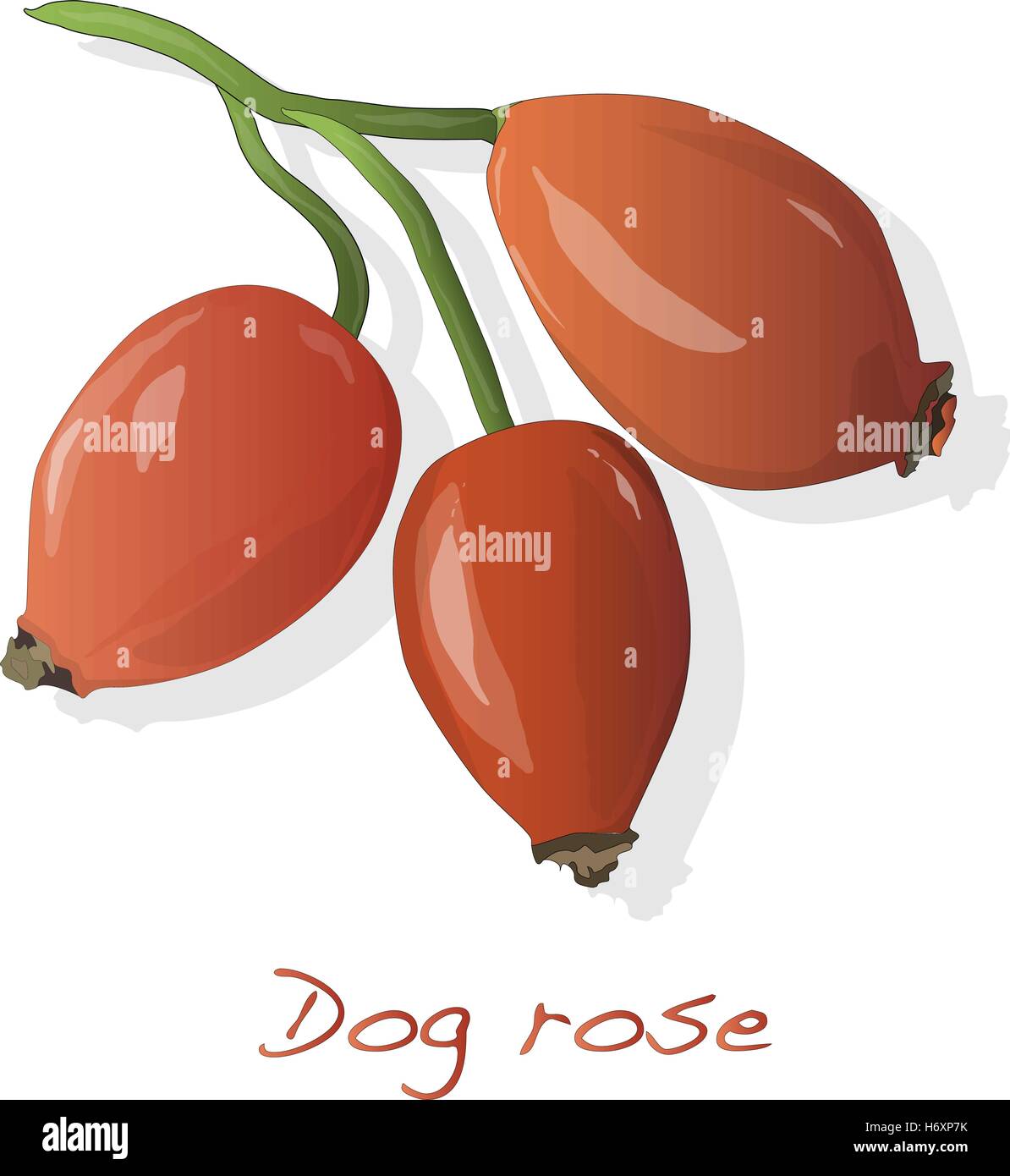 Rose hip vector isolated on a white background Stock Vector Image & Art ...