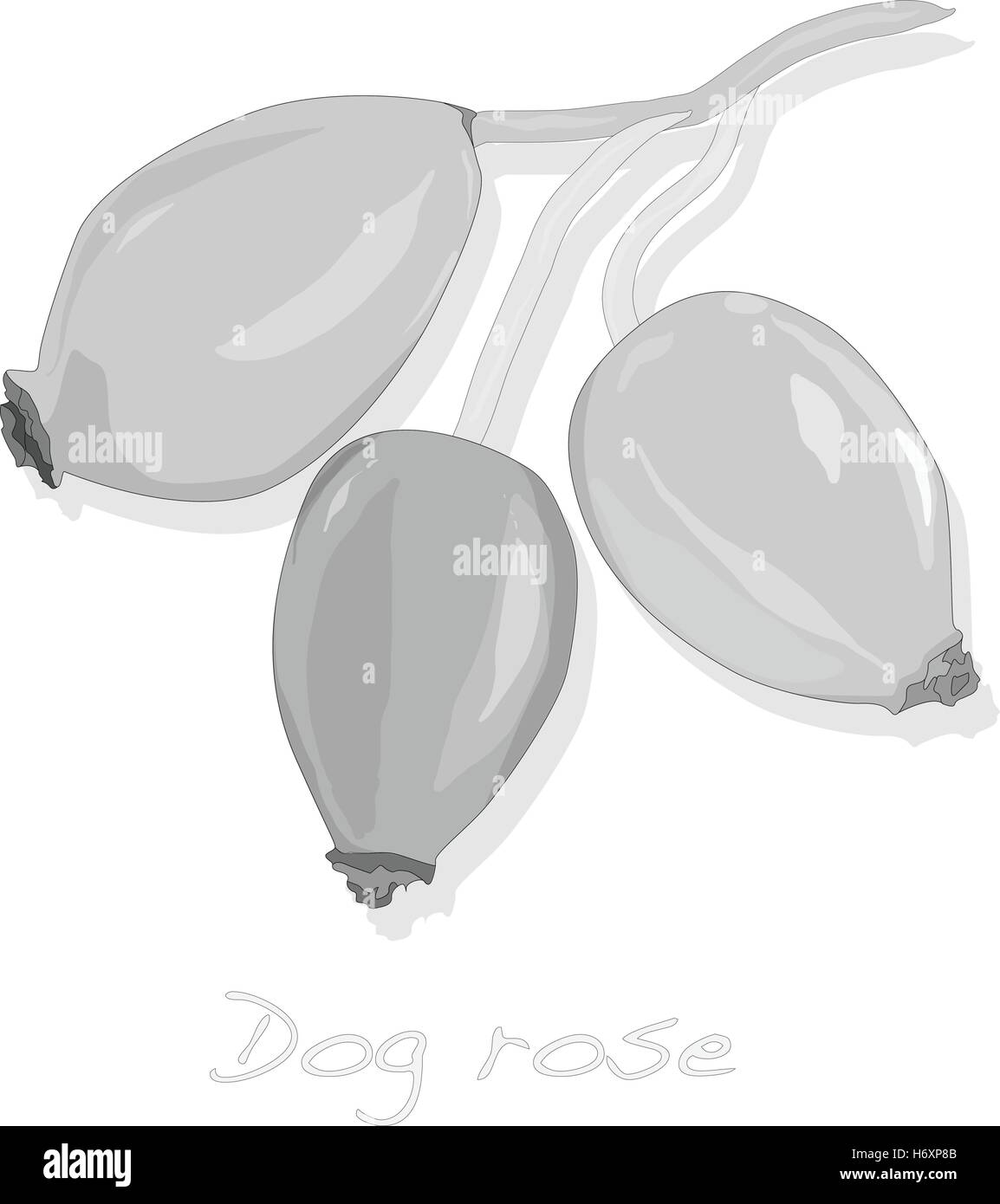 White rose hip Stock Vector Images - Alamy