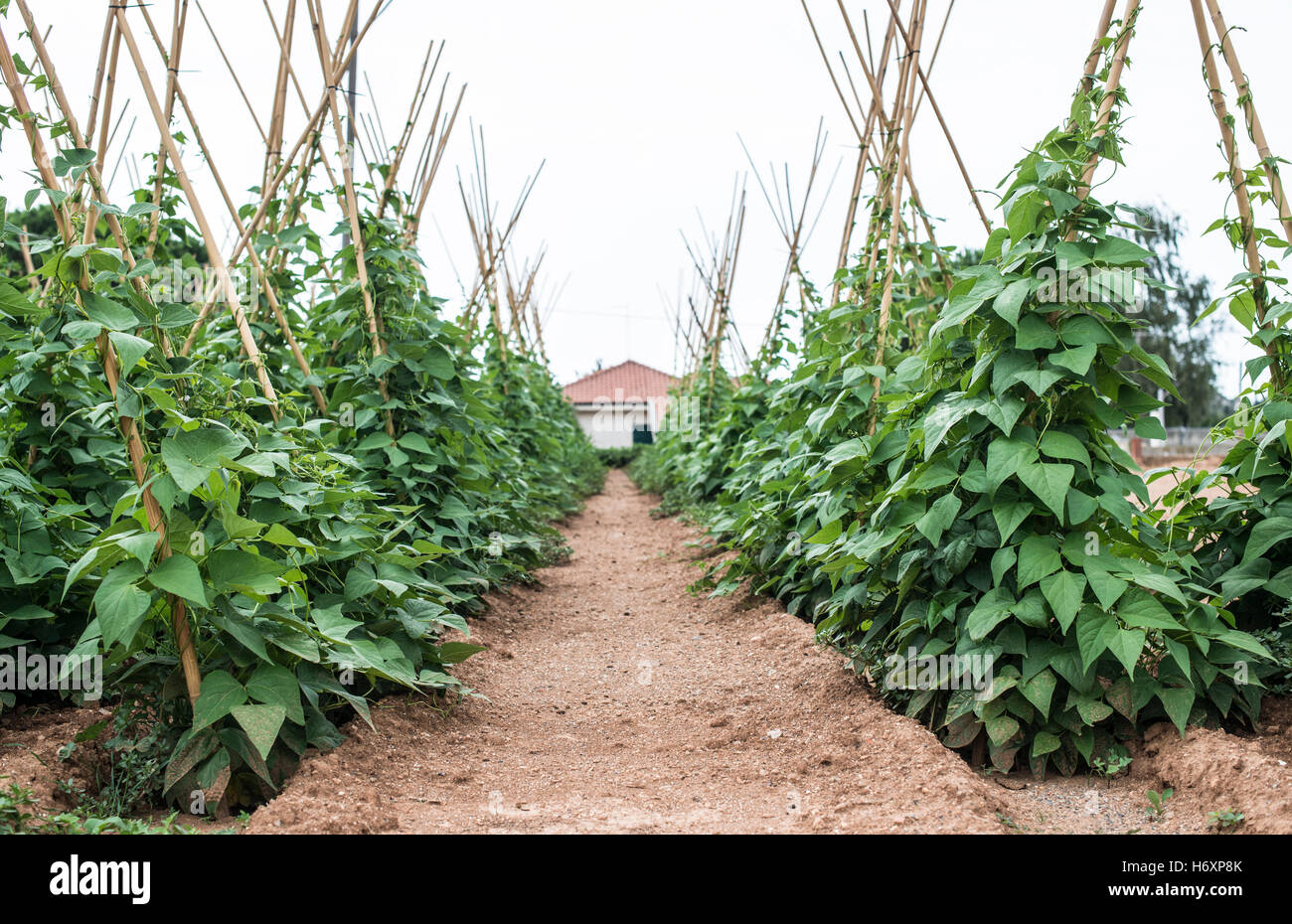 Plants with green beans. Agriculture plantation Stock Photo - Alamy