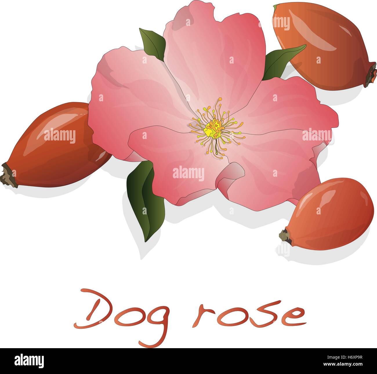 Rose hip vector isolated on a white background Stock Vector Image & Art ...