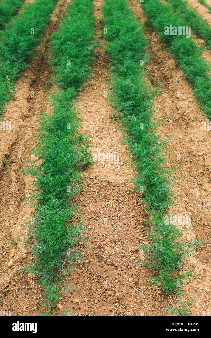 Dill grass hi-res stock photography and images - Alamy