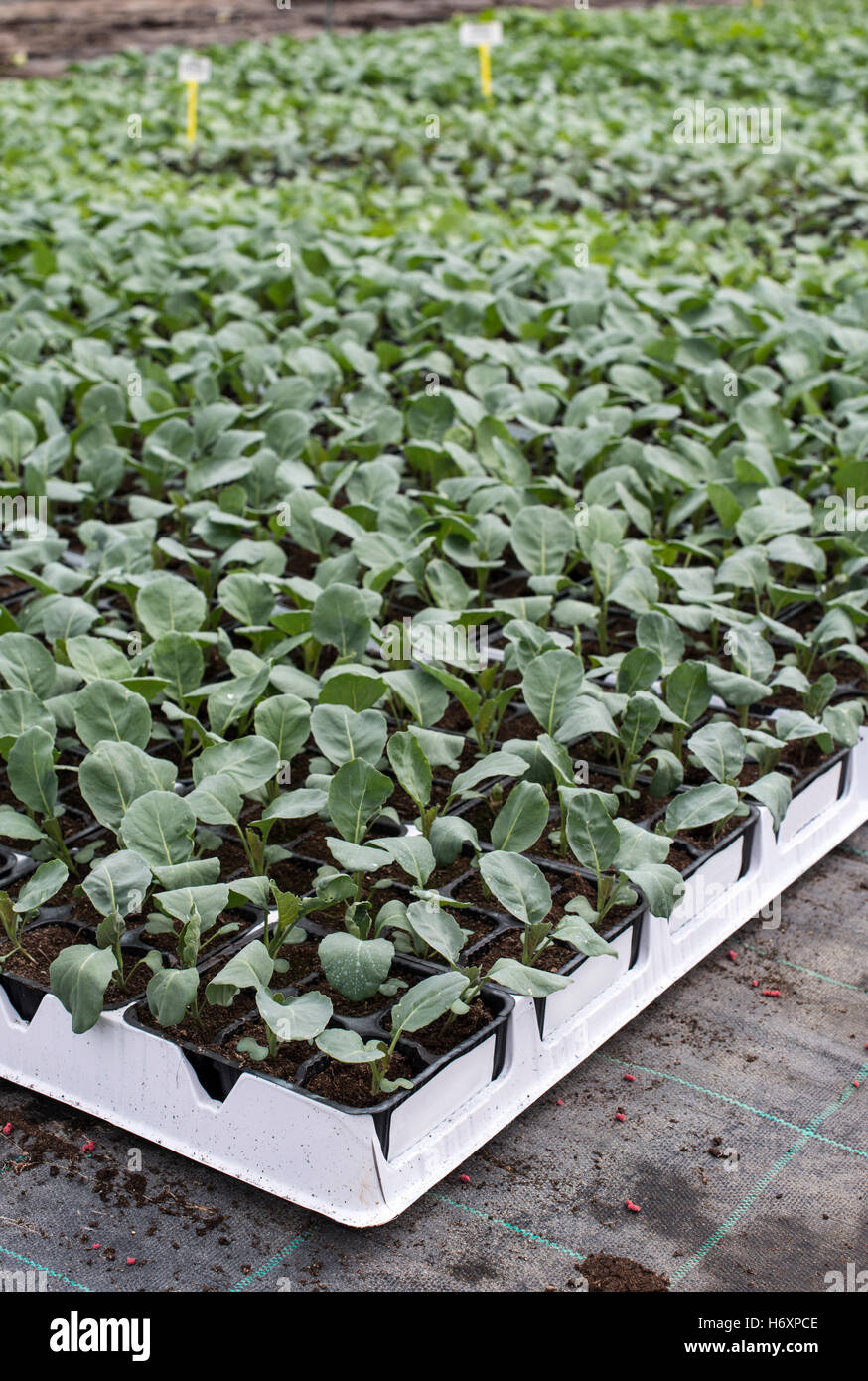 Broccoli planting in greenhouse Stock Photo - Alamy