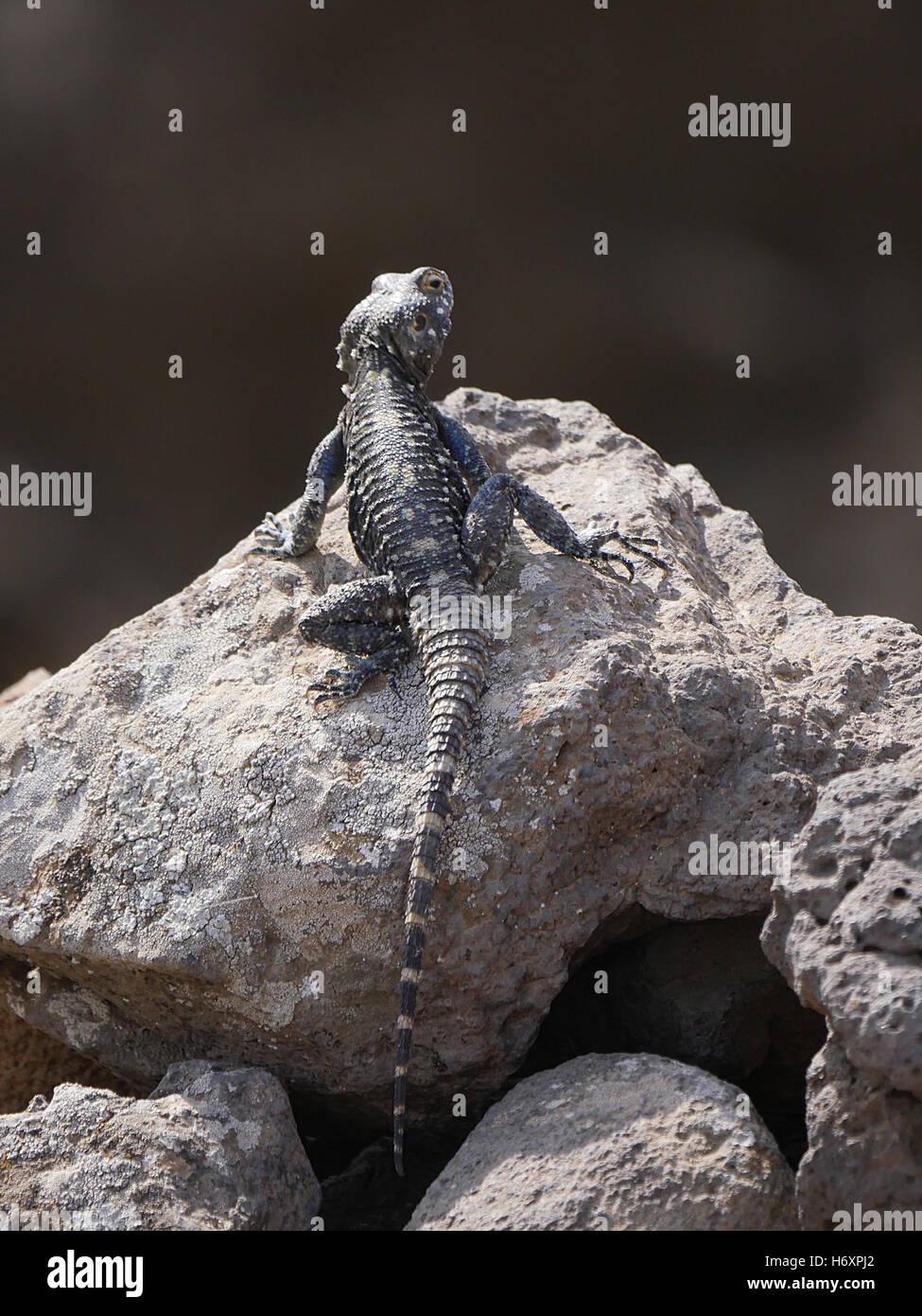 Lizard on a rock in the sun Stock Photo - Alamy