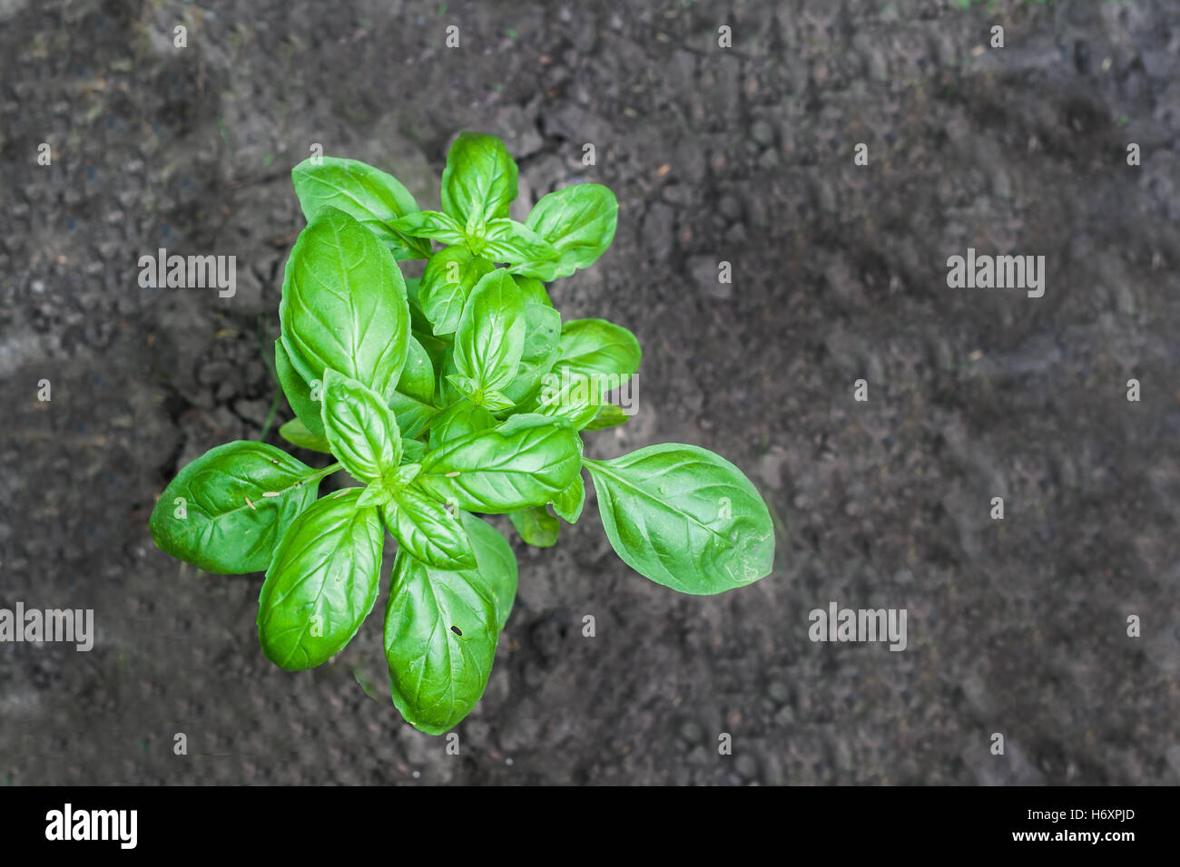 bush green basil in the ground in the garden Stock Photo - Alamy