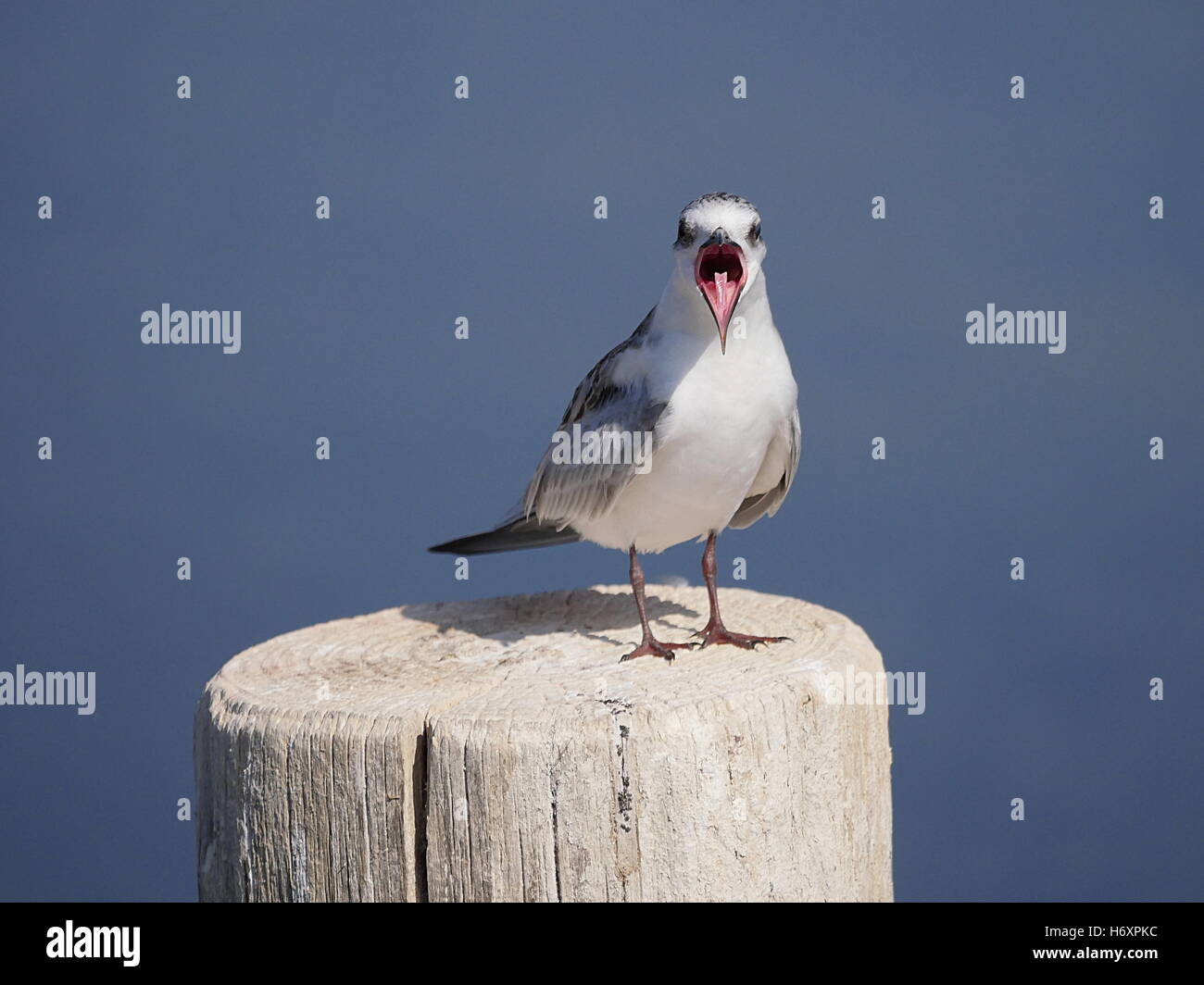 Giving the bird hi-res stock photography and images - Alamy