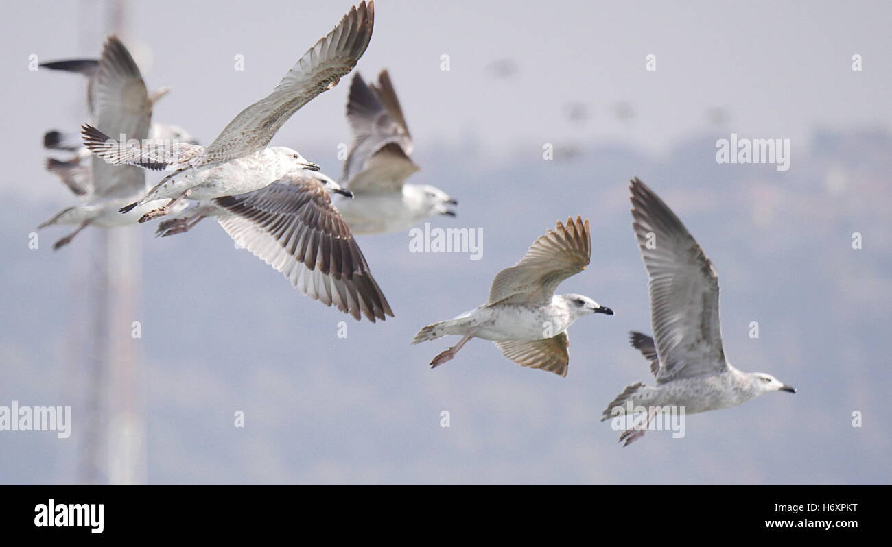 Seagulls in flight Stock Photo - Alamy