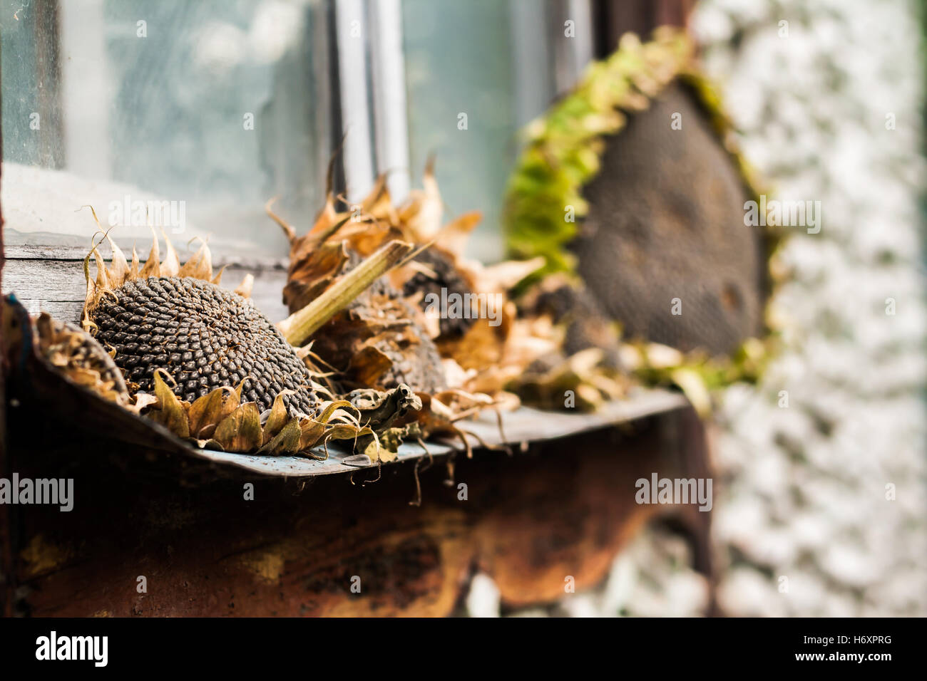 Drying seeds flowers window sill hi-res stock photography and images ...