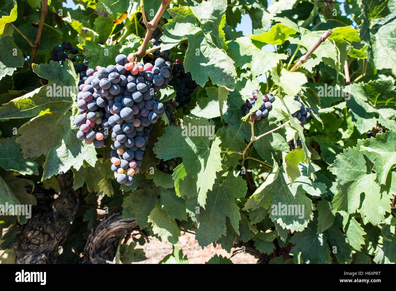 Red wine grapes. Vineyards Stock Photo - Alamy