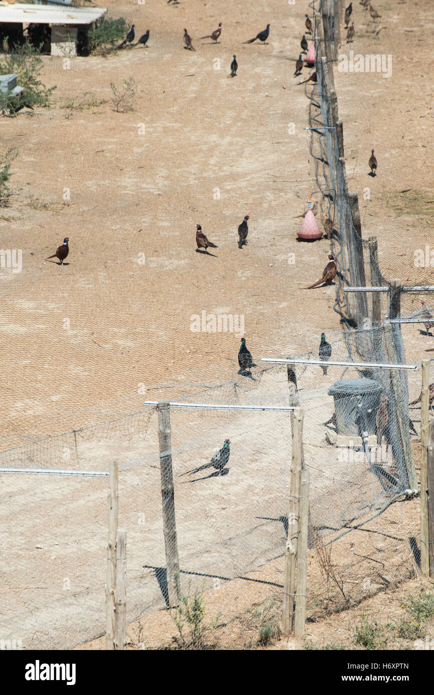 Farm for breeding pheasants Stock Photo - Alamy