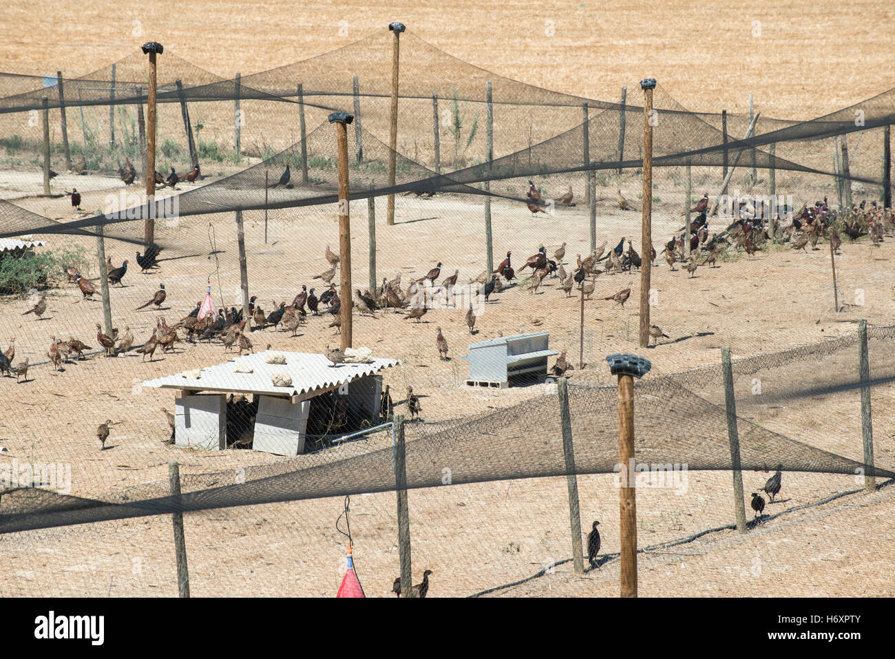 Farm for breeding pheasants Stock Photo - Alamy