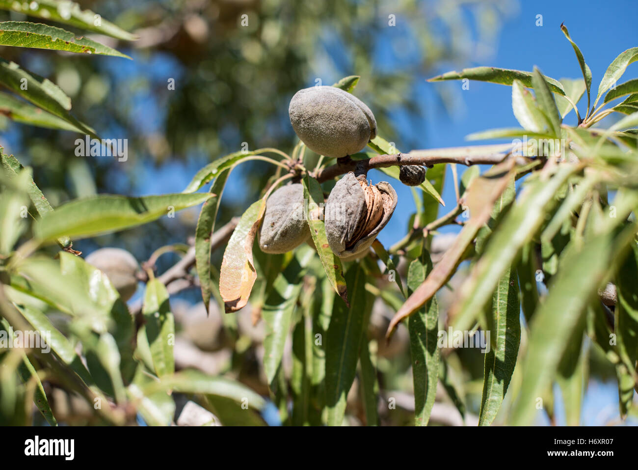Almond plantation trees in a row Stock Photo - Alamy