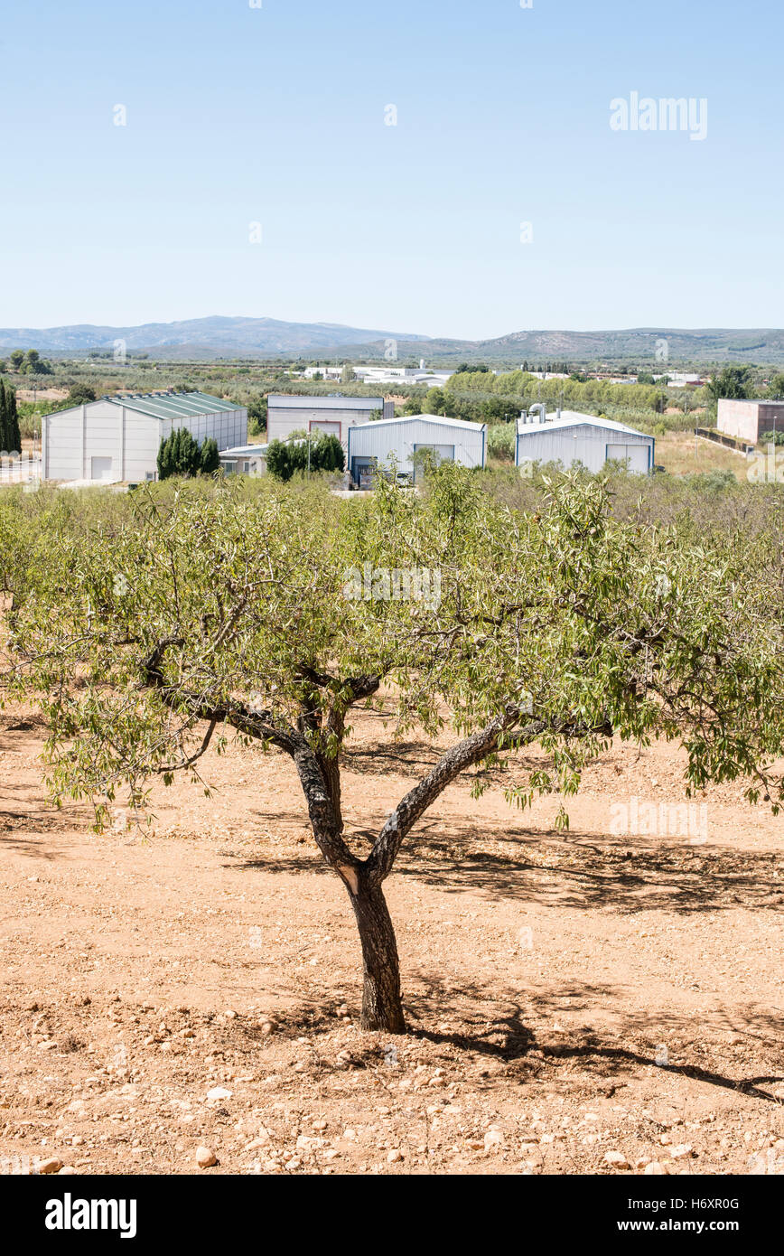 Almond trees and factory Stock Photo - Alamy