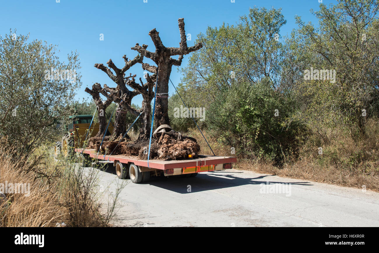 Transporting tree hi-res stock photography and images - Alamy