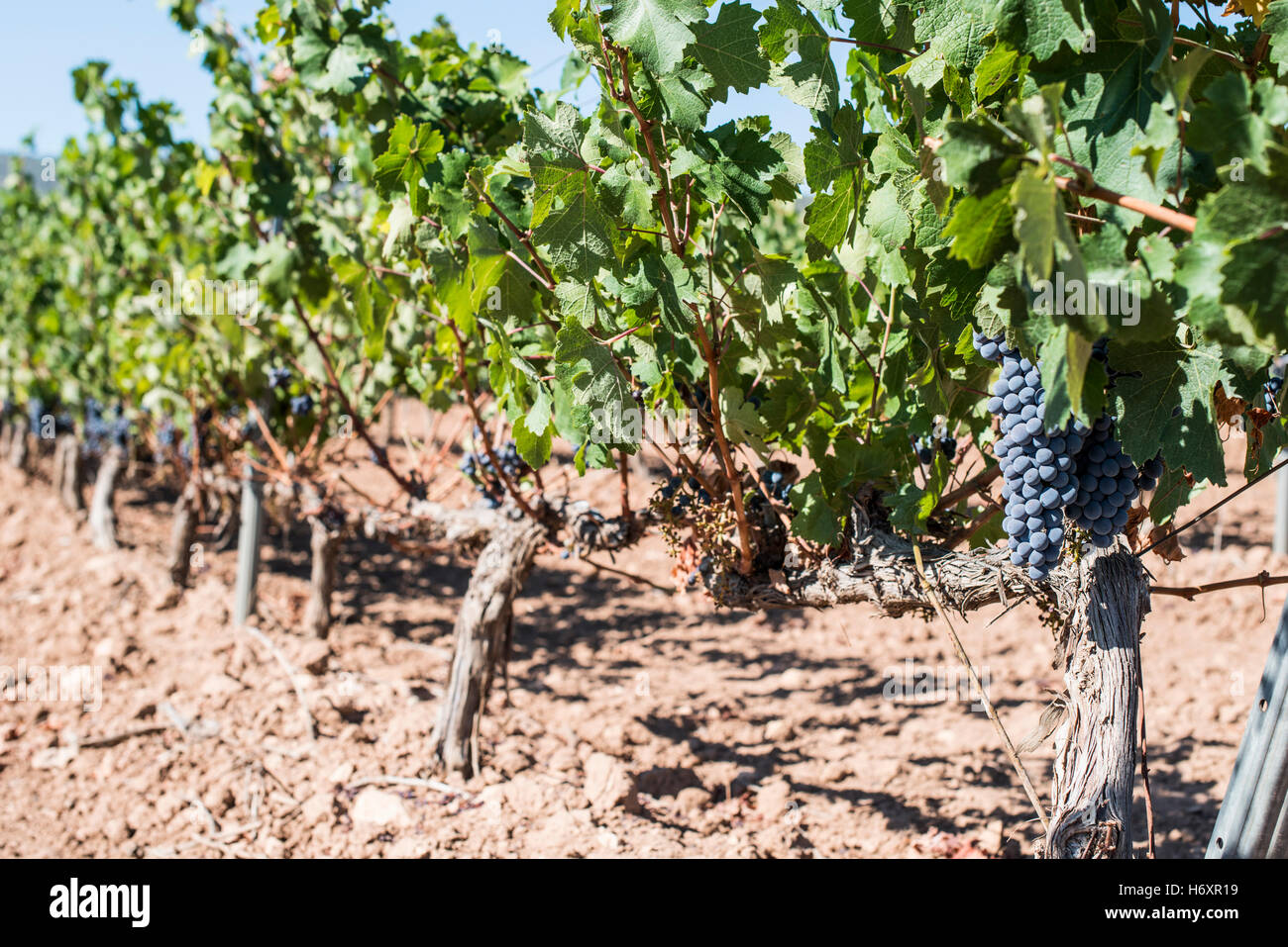 Red wine grapes. Vineyards Stock Photo - Alamy