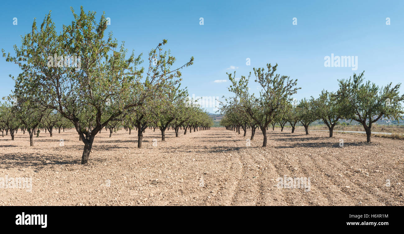 Almond plantation trees in a row Stock Photo - Alamy